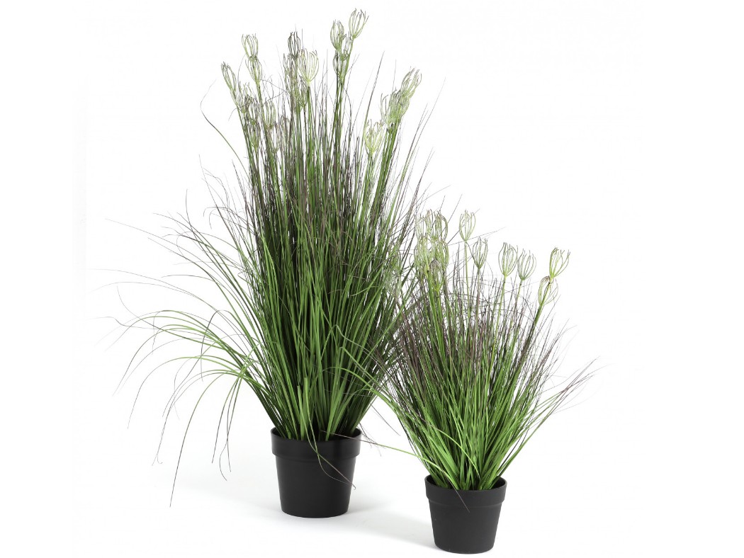 Žolė - smilga vazone